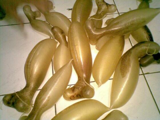 Harga Capai Rp80 Juta/Kg, Nelayan Merauke Ramai-Ramai Cari Gelembung ...