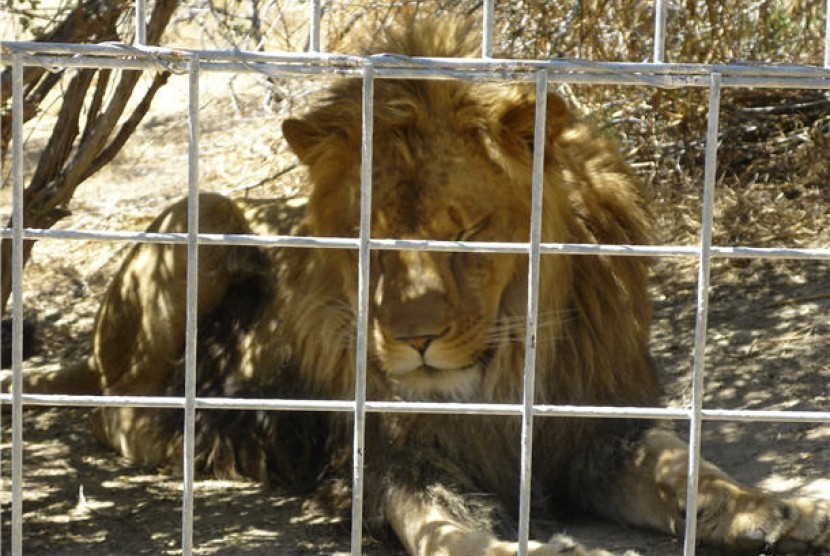 Singa Afrika di Kebun Binatang Kasang Kuling Mati - Aktual.com