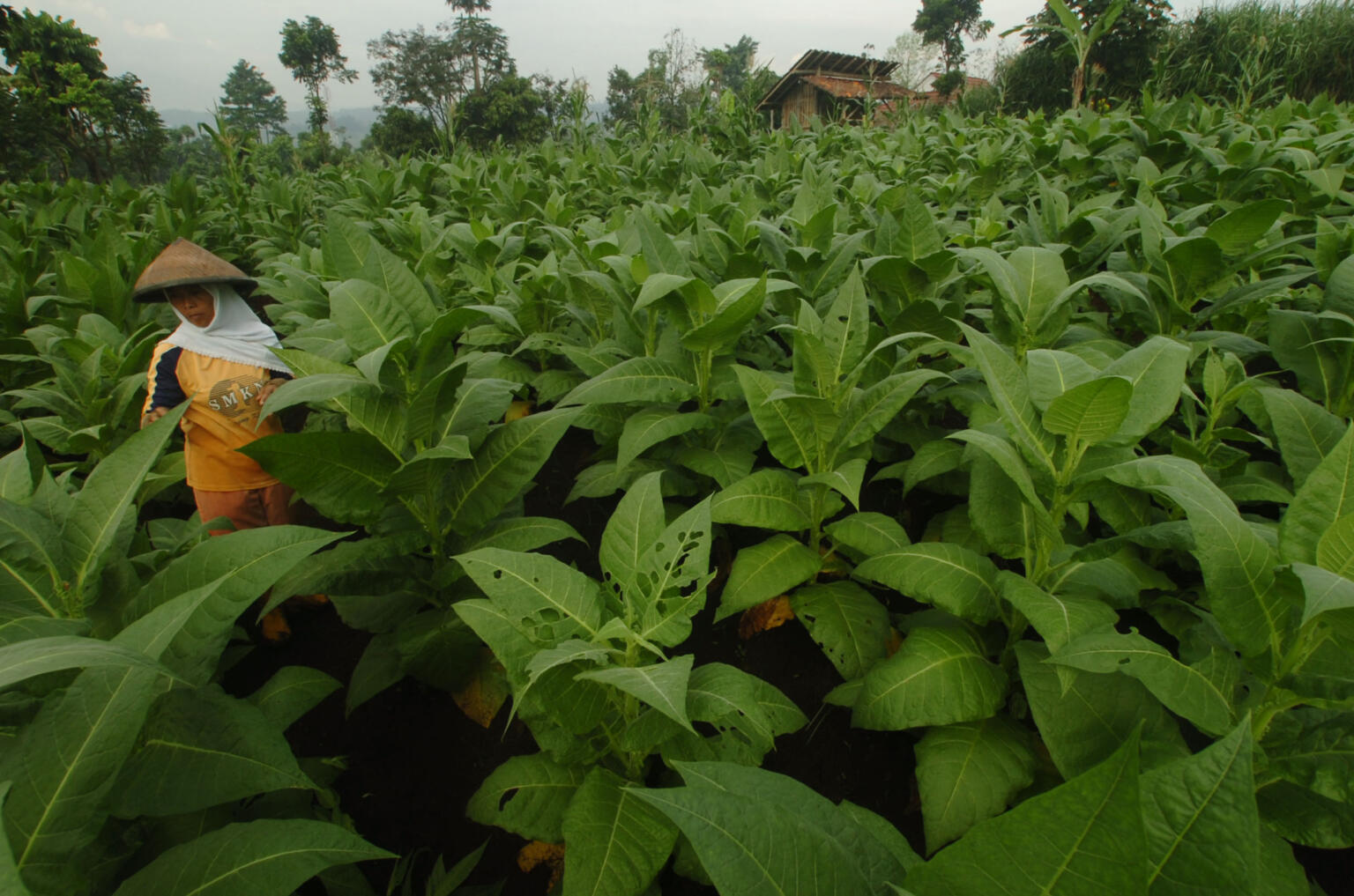 Sistem Oligopsoni Rugikan Petani Tembakau - Aktual.com