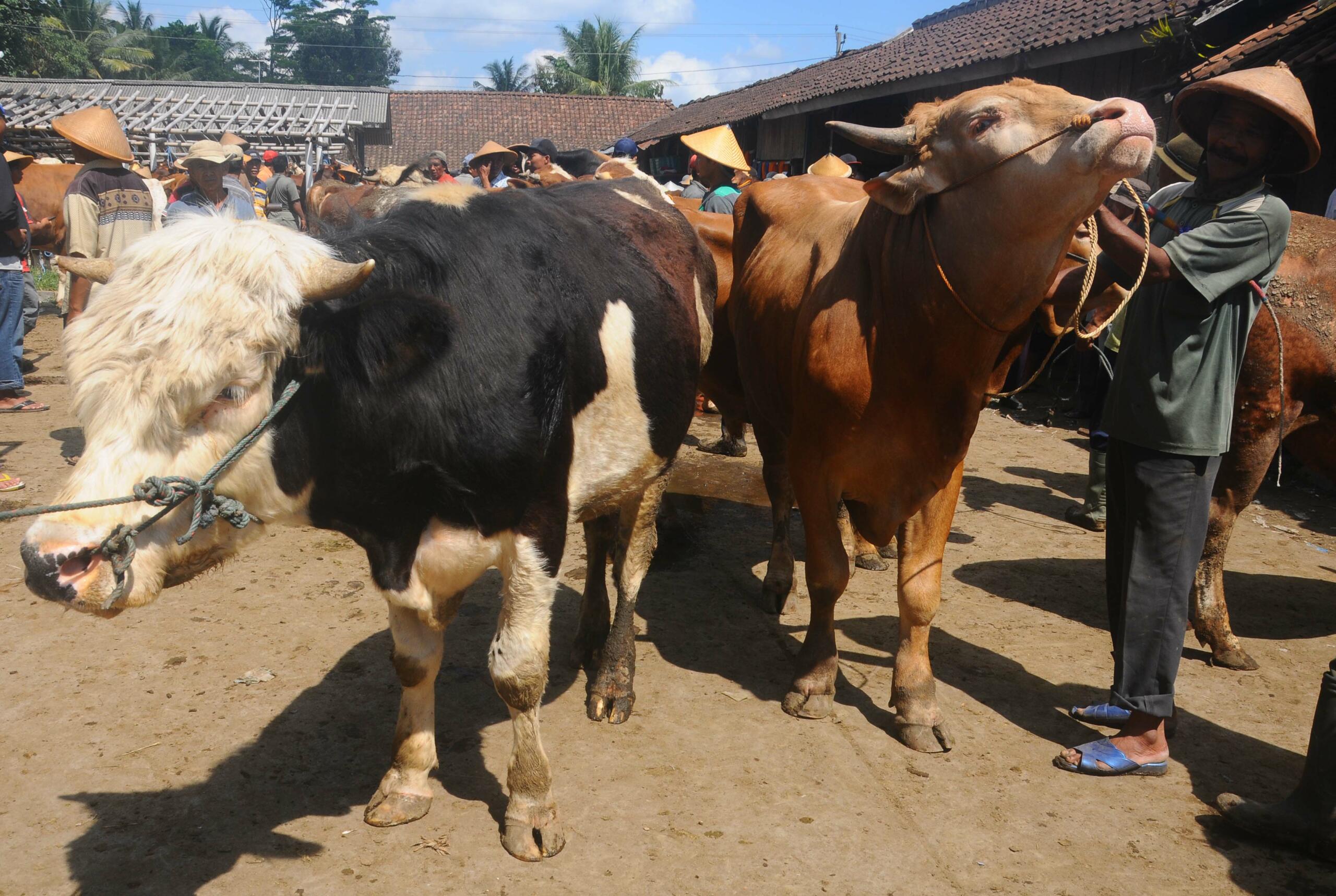Beli Sapi Rp70 Juta, Jokowi Qurban di Jawa Timur - Aktual.com