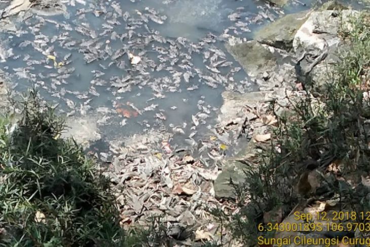 Ribuan Ikan di Sungai Cileungsi Mati, KP2C: Akibat Limbah B3 - Aktual.com