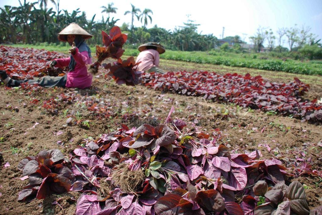 Manfaat Konsumsi Bayam Merah Untuk Cegah Kanker Hingga Mengobati Asma ...