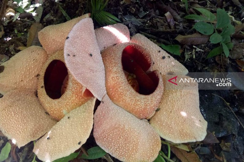 Dua Rafflesia SP Mekar di Kawasan Hutan Kaur Bengkulu - Aktual.com