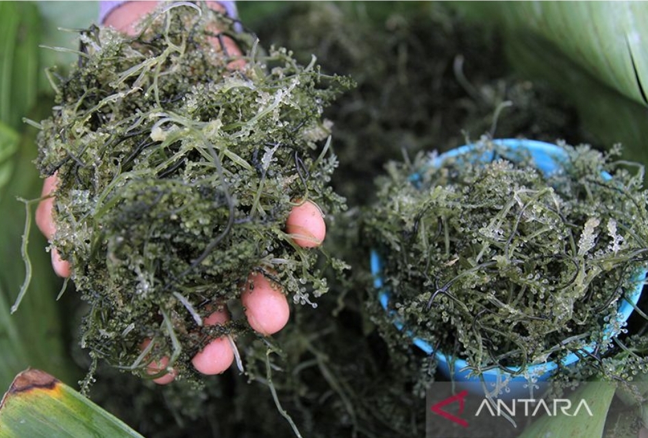 KKP Bangun Kampung Budi Daya Rumput laut di Sulawesi Tenggara - Aktual.com