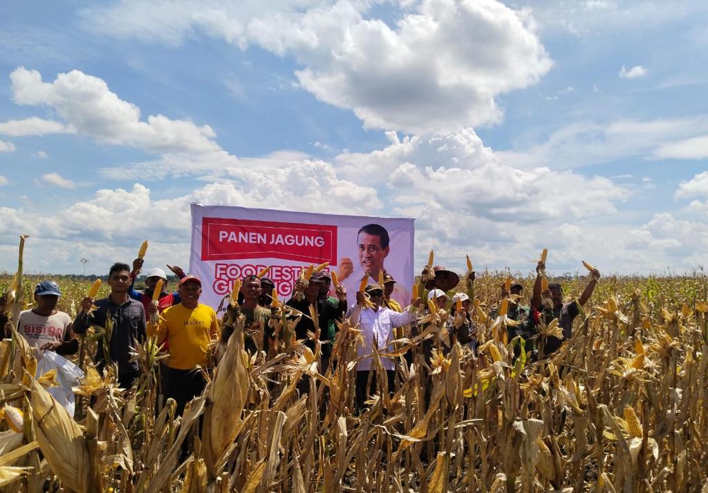 Panen Jagung di Lokasi Food Estate Gunung Mas Memuaskan - Aktual.com